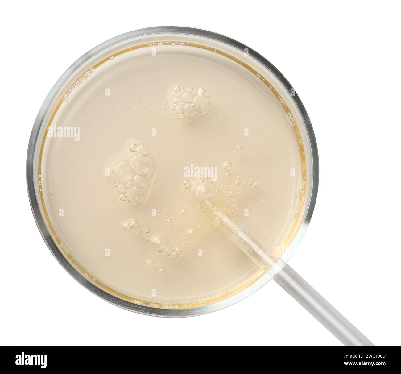 Petri dish with color liquid sample and pipette on white background ...