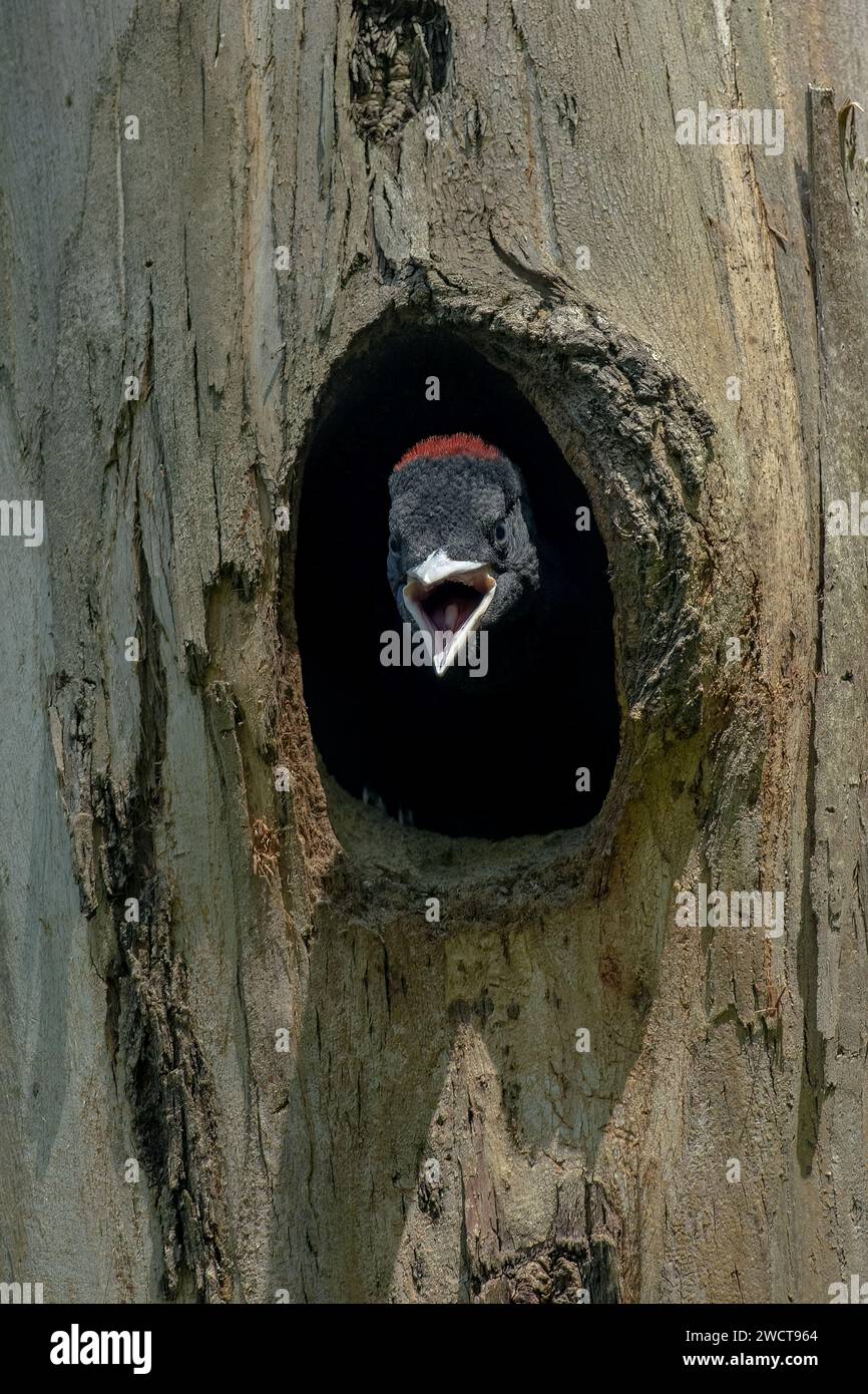 A black woodpecker peeks out from its nesting hole in a tree, its ...