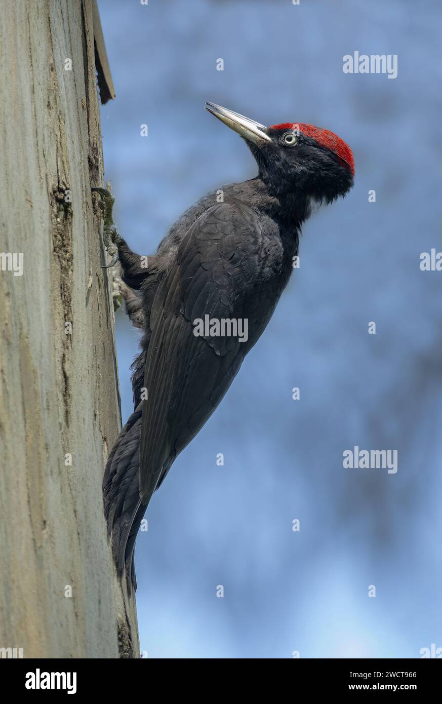 Side view of a black woodpecker clings to a birch tree, its red crown a ...