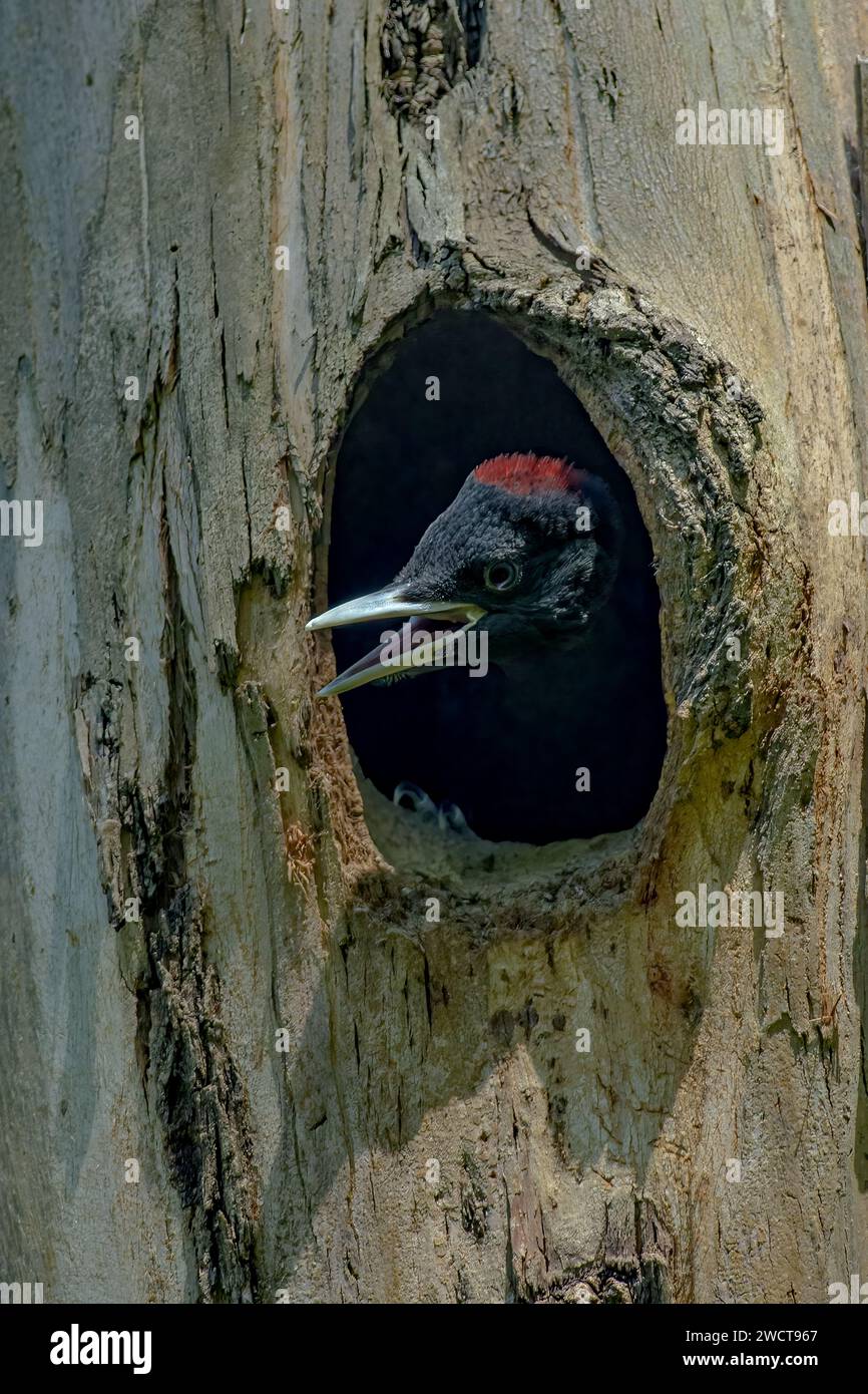 A black woodpecker peeks out from its nesting hole in a tree, its ...