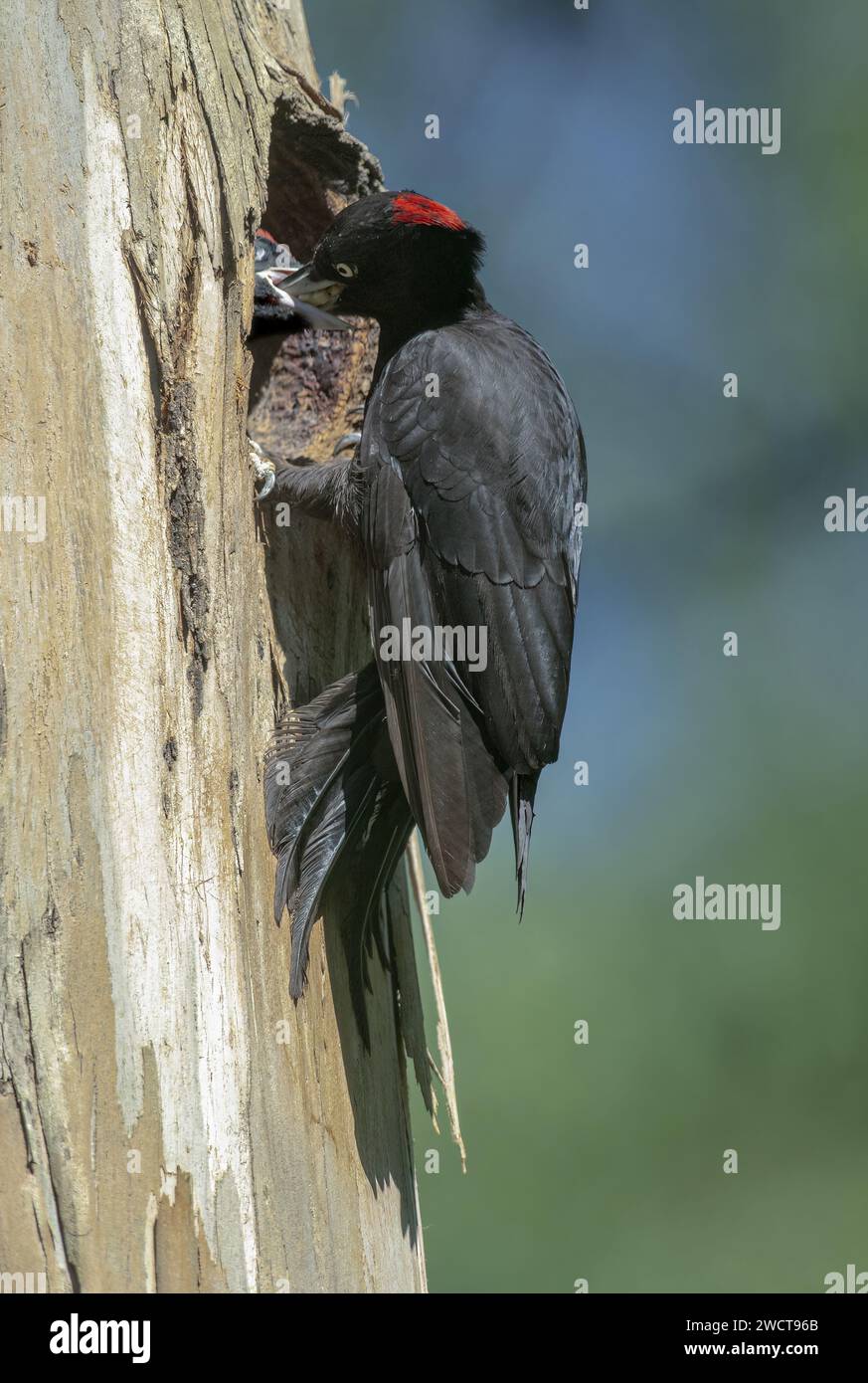 Side view of a black woodpecker feeds its chick at the nest hole in a ...