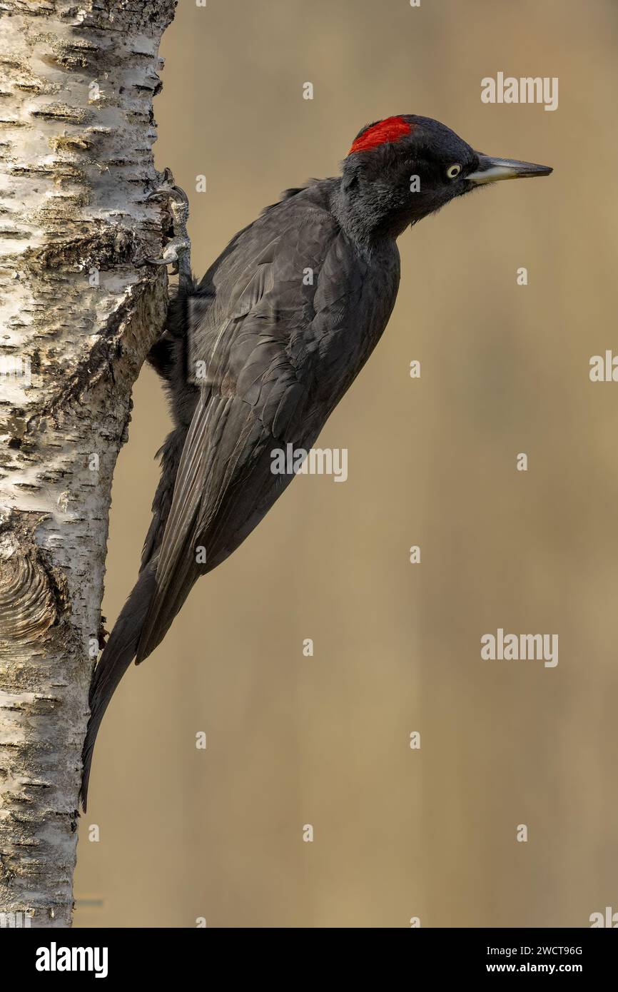Side view of a black woodpecker clings to a birch tree, its red crown a ...