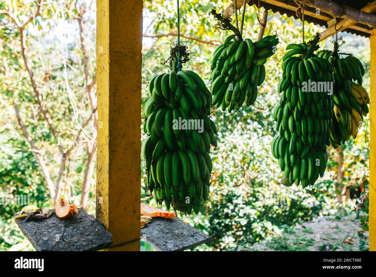 Clusters of unripe bananas hang from a rustic beam in a lush, green ...