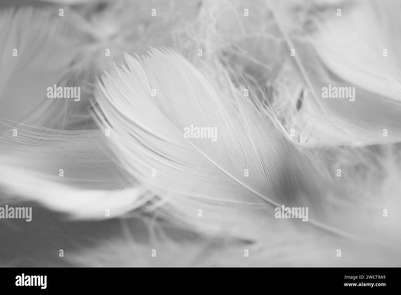 Many fluffy bird feathers as background, closeup Stock Photo - Alamy