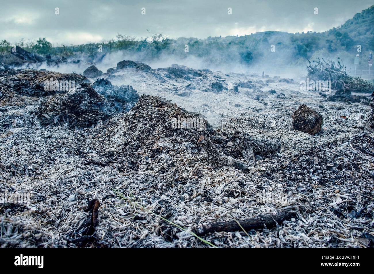 Recently extinguished forest fire, with small smoldering embers still ...