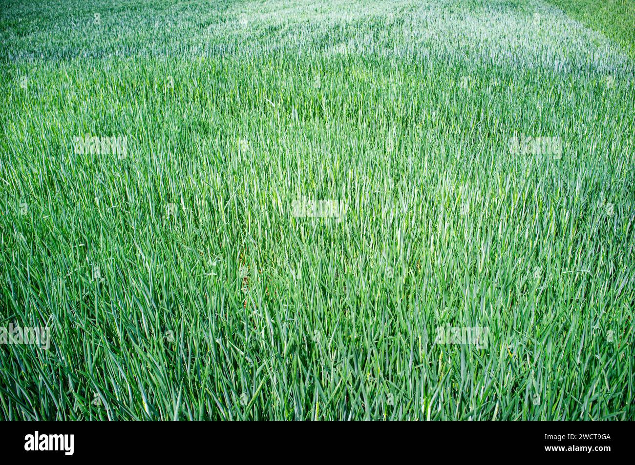 Closeup verdant grass growing hi-res stock photography and images - Alamy