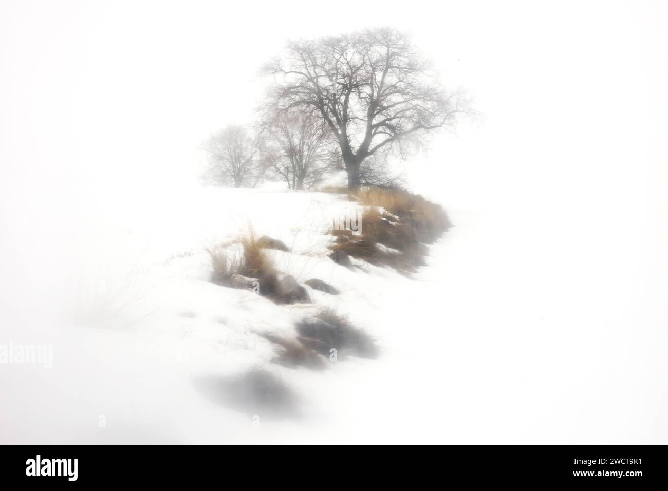 A minimalist winter scene with a lone oak tree emerging from a soft ...