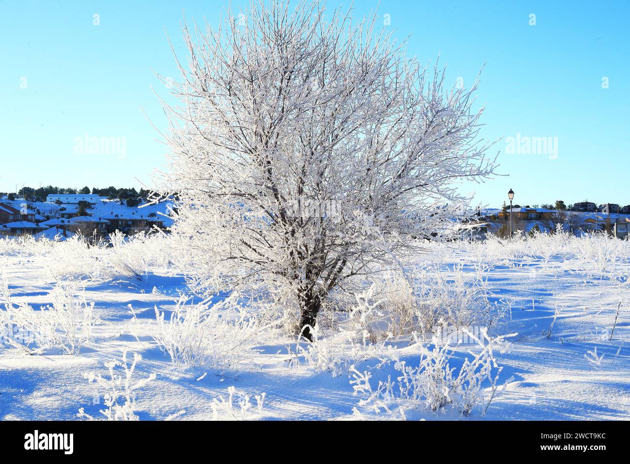 A frosty landscape featuring a single tree with branches covered in ice ...