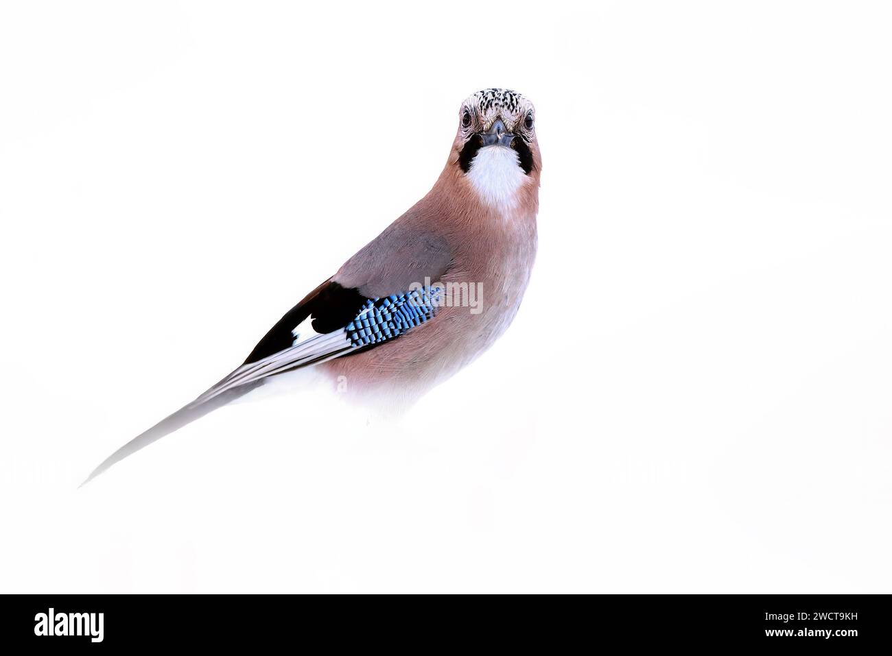 A striking European jay with vibrant blue wing patches looking at ...