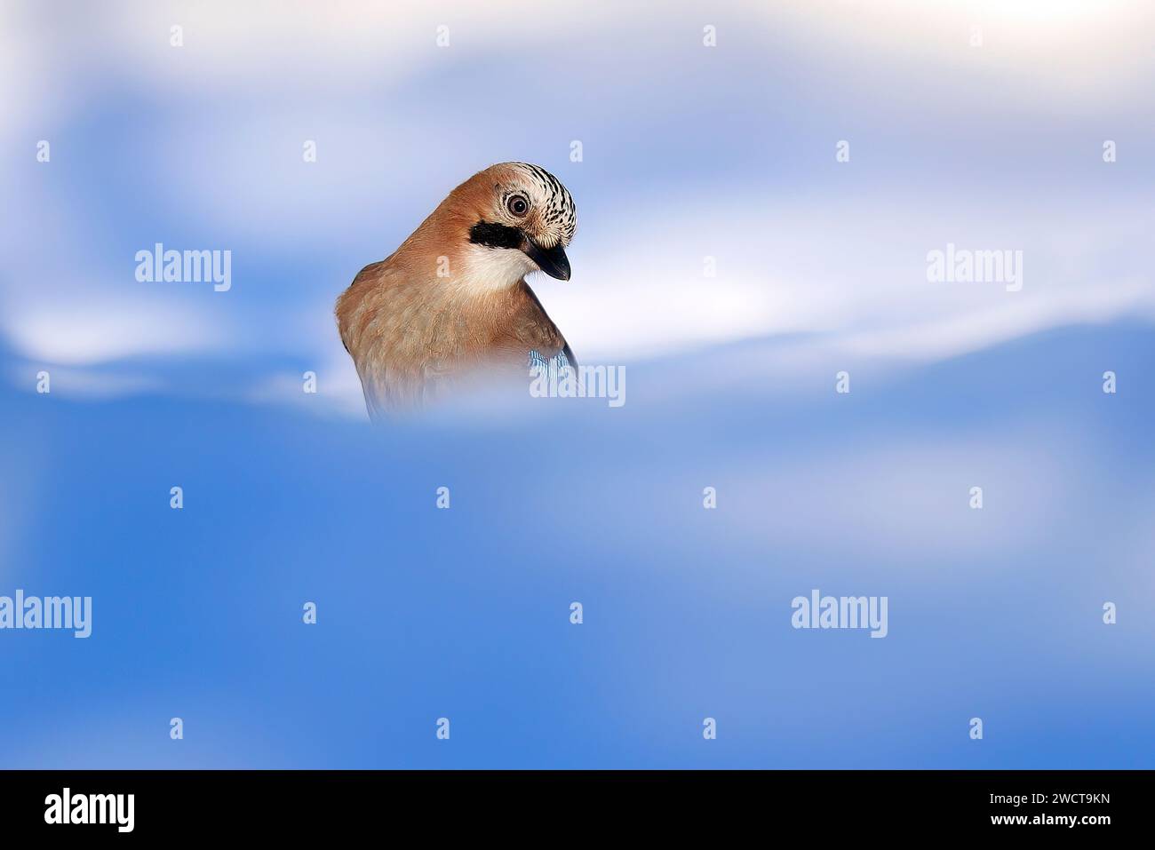 A European jay peeks out curiously with a soft blue and white ...