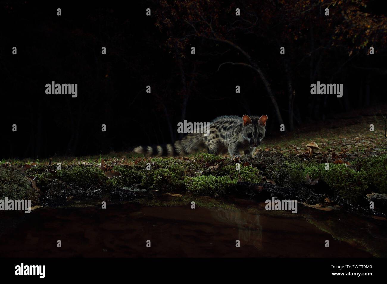 A genet cautiously approaches the edge of a waterbody at night, its ...