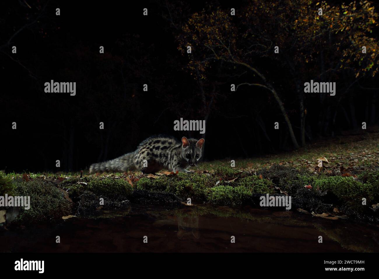 A genet cautiously approaches the edge of a waterbody at night, its ...