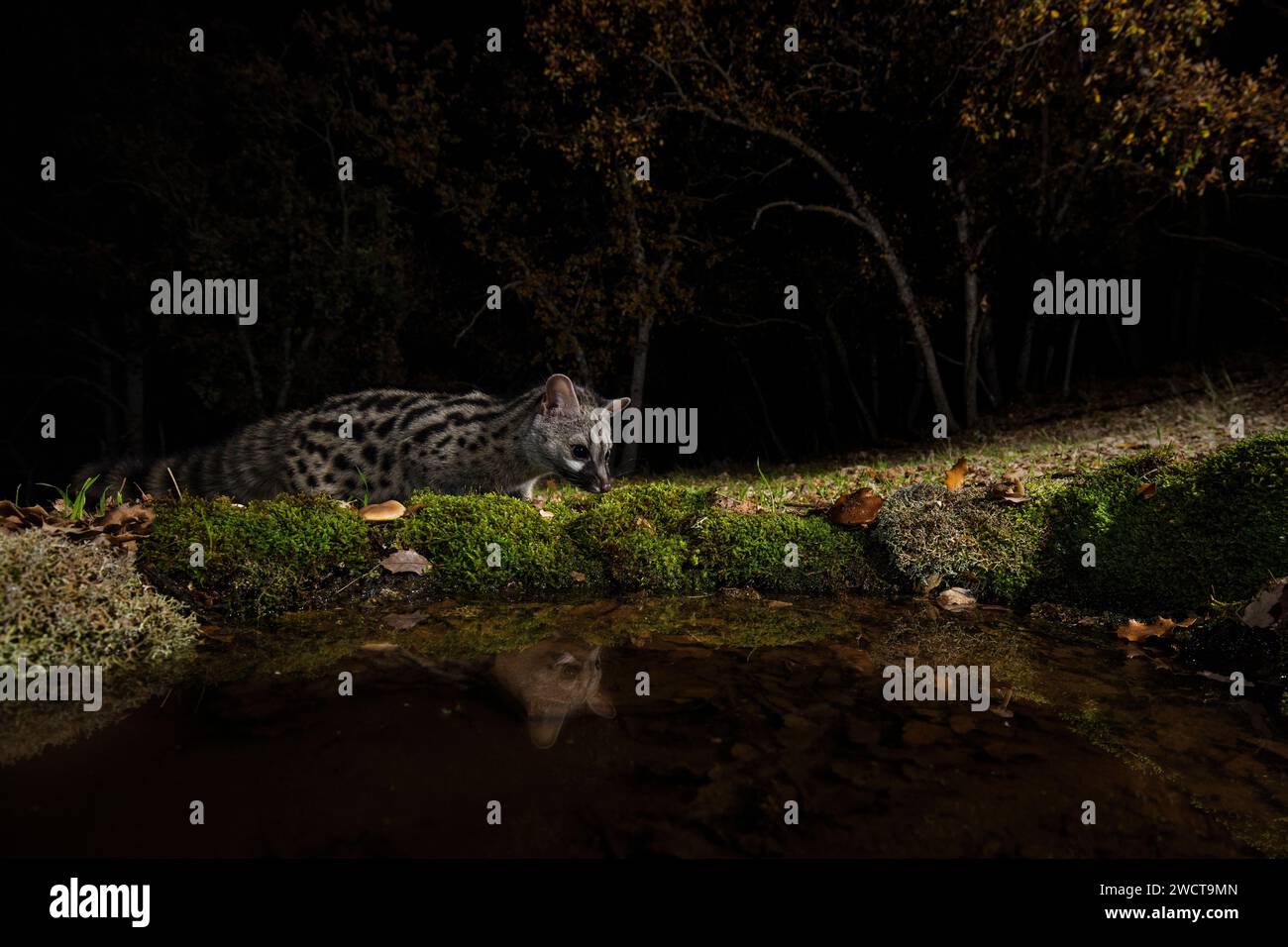 A genet cautiously approaches the edge of a waterbody at night, its ...