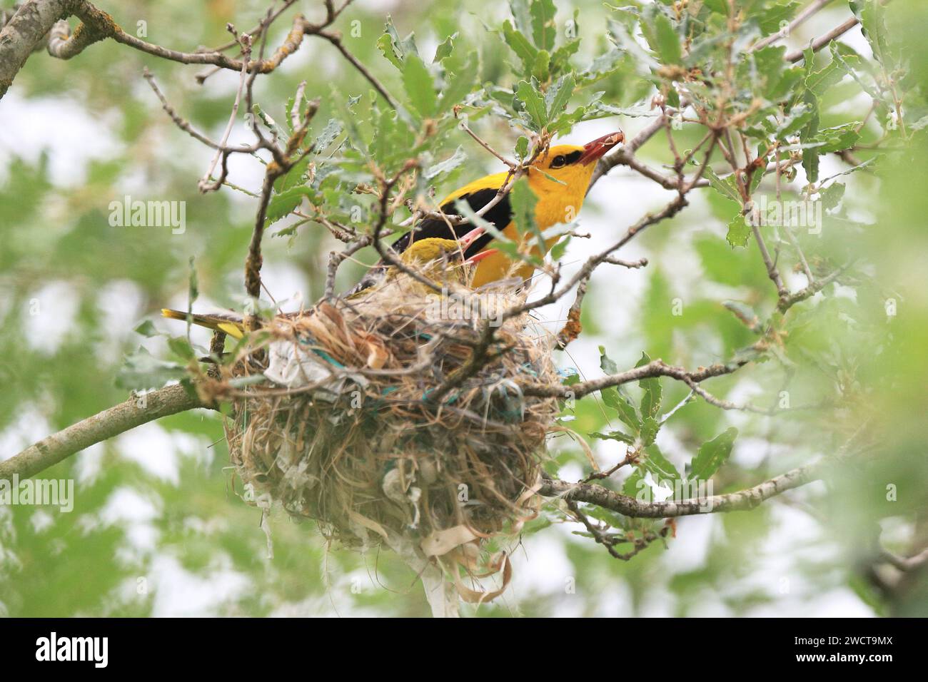 From below European Oriole peeking food from its nest within a thicket ...