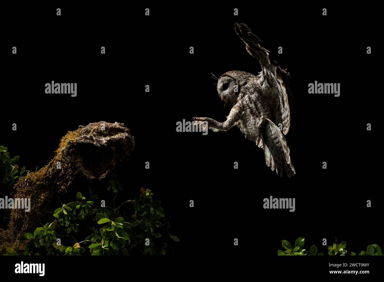 An owl in flight at night wings spread wide about to land on a moss ...
