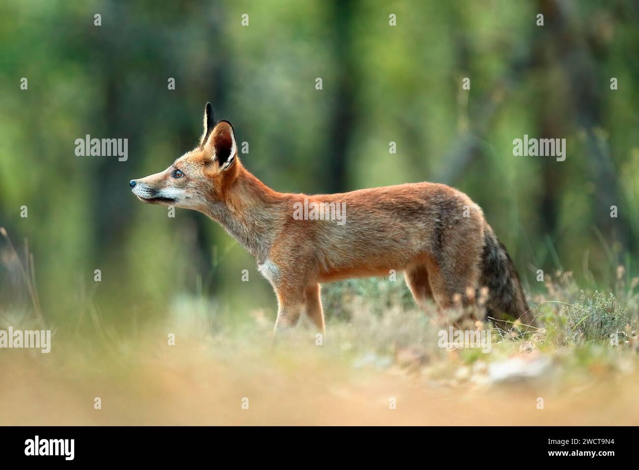 Side view of juvenile red fox stands alert in the forest its fur ...