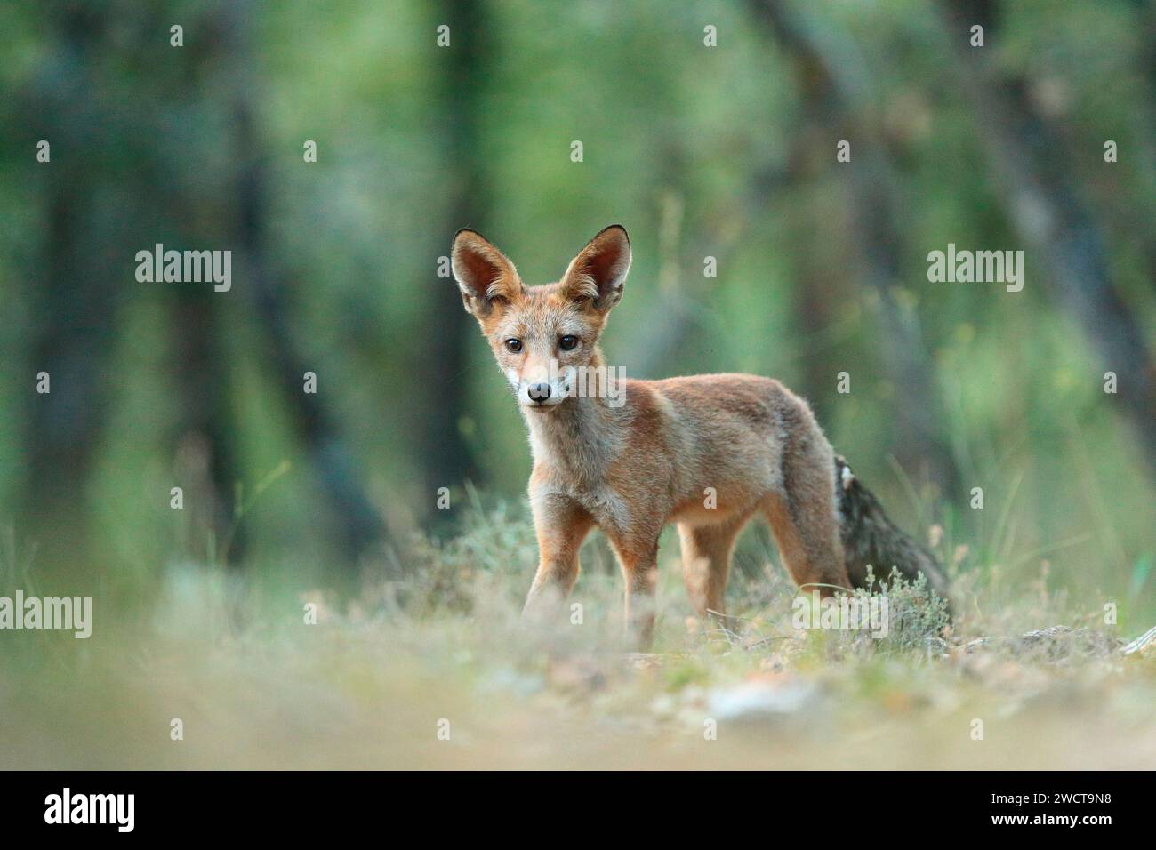 A juvenile red fox stands with alertness in a sun-dappled forest ...