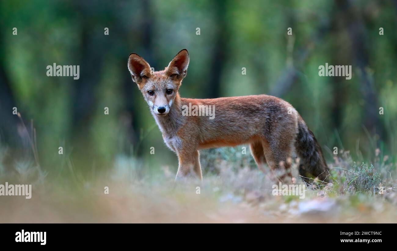 A juvenile red fox stands with alertness in a sun-dappled forest ...