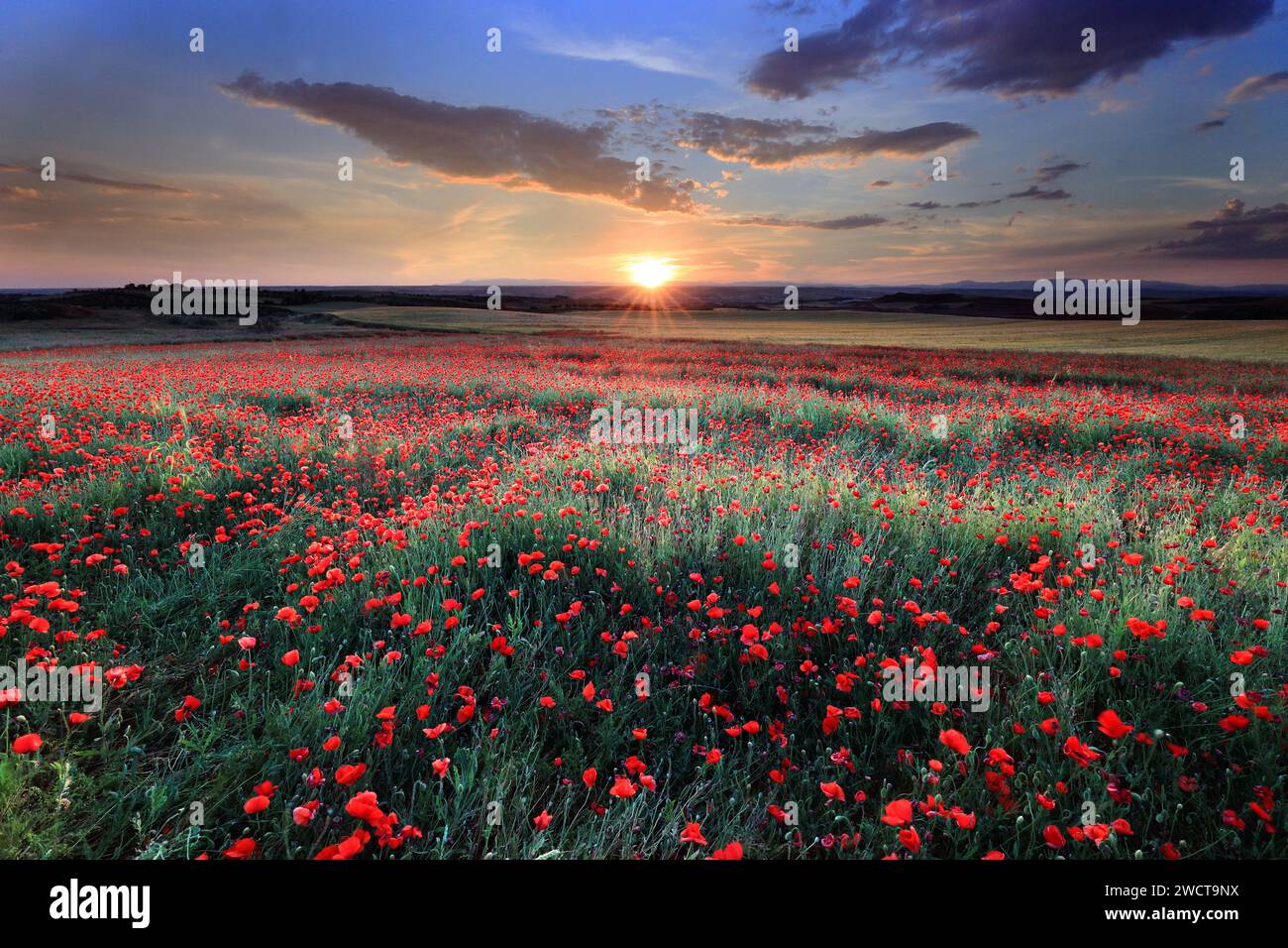 Breathtaking landscape of a poppy field at sunset with the sun dipping ...