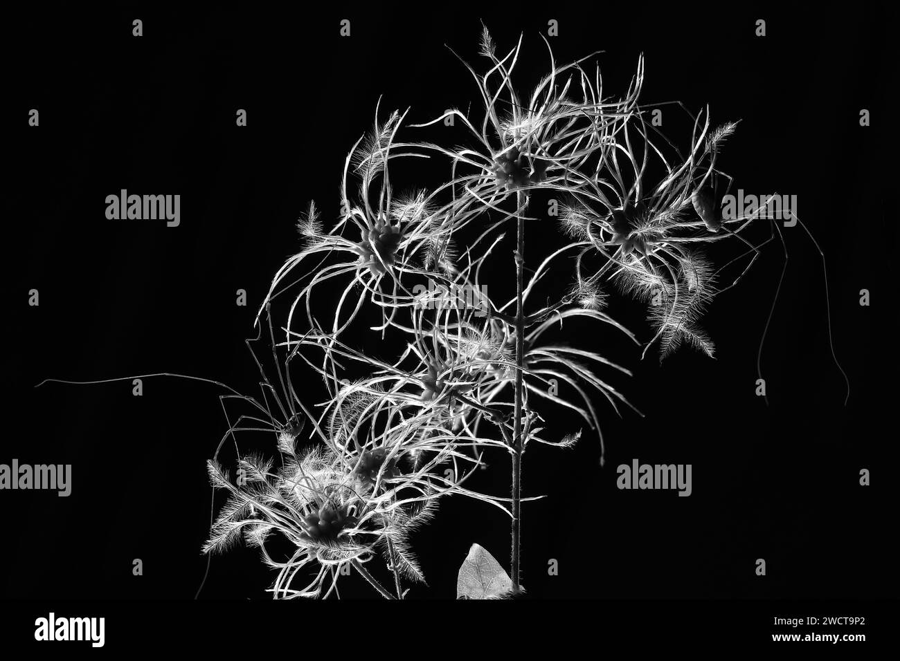 Fragile structures hi-res stock photography and images - Alamy