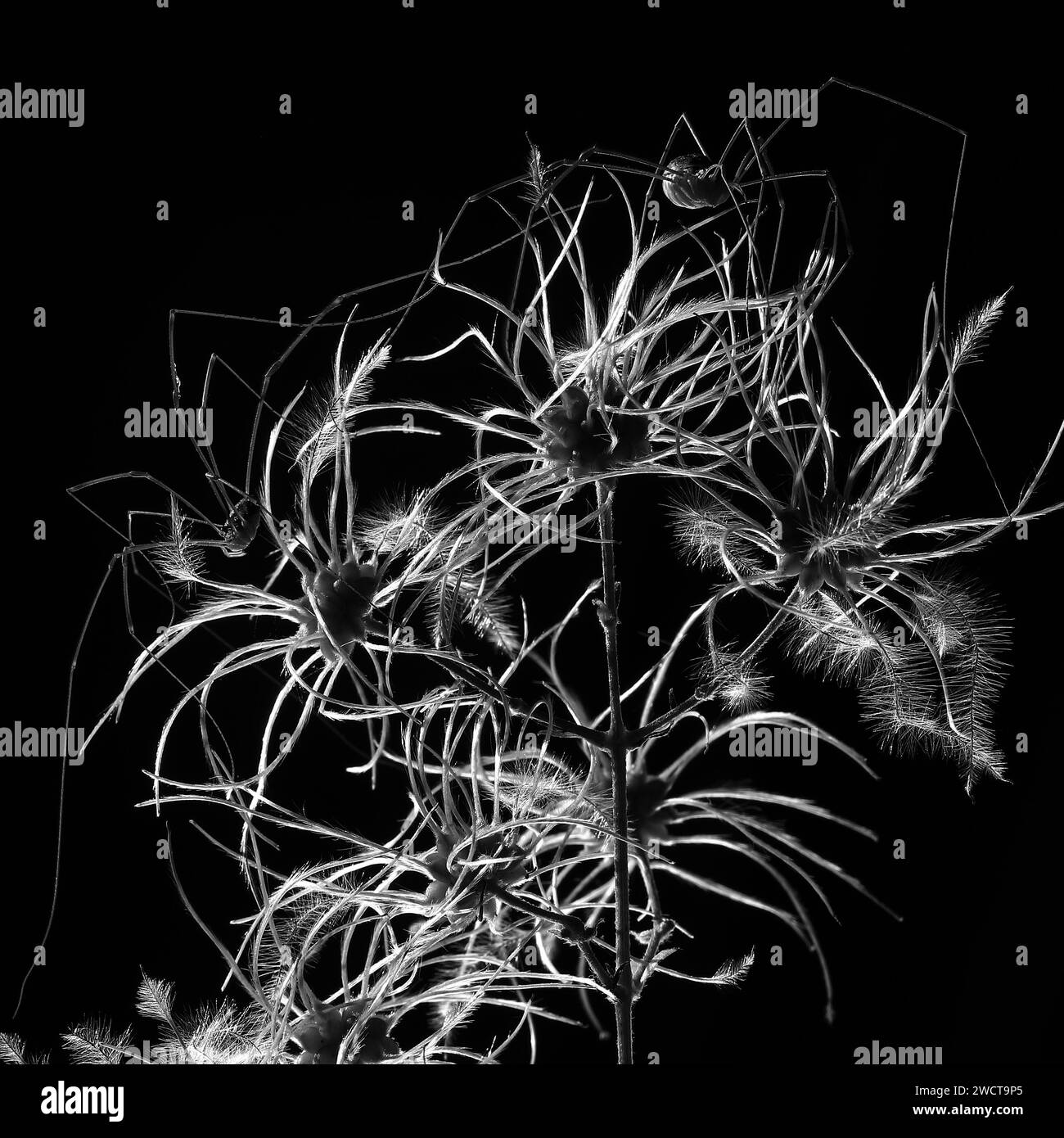 Delicate contour Black and White Stock Photos & Images - Alamy