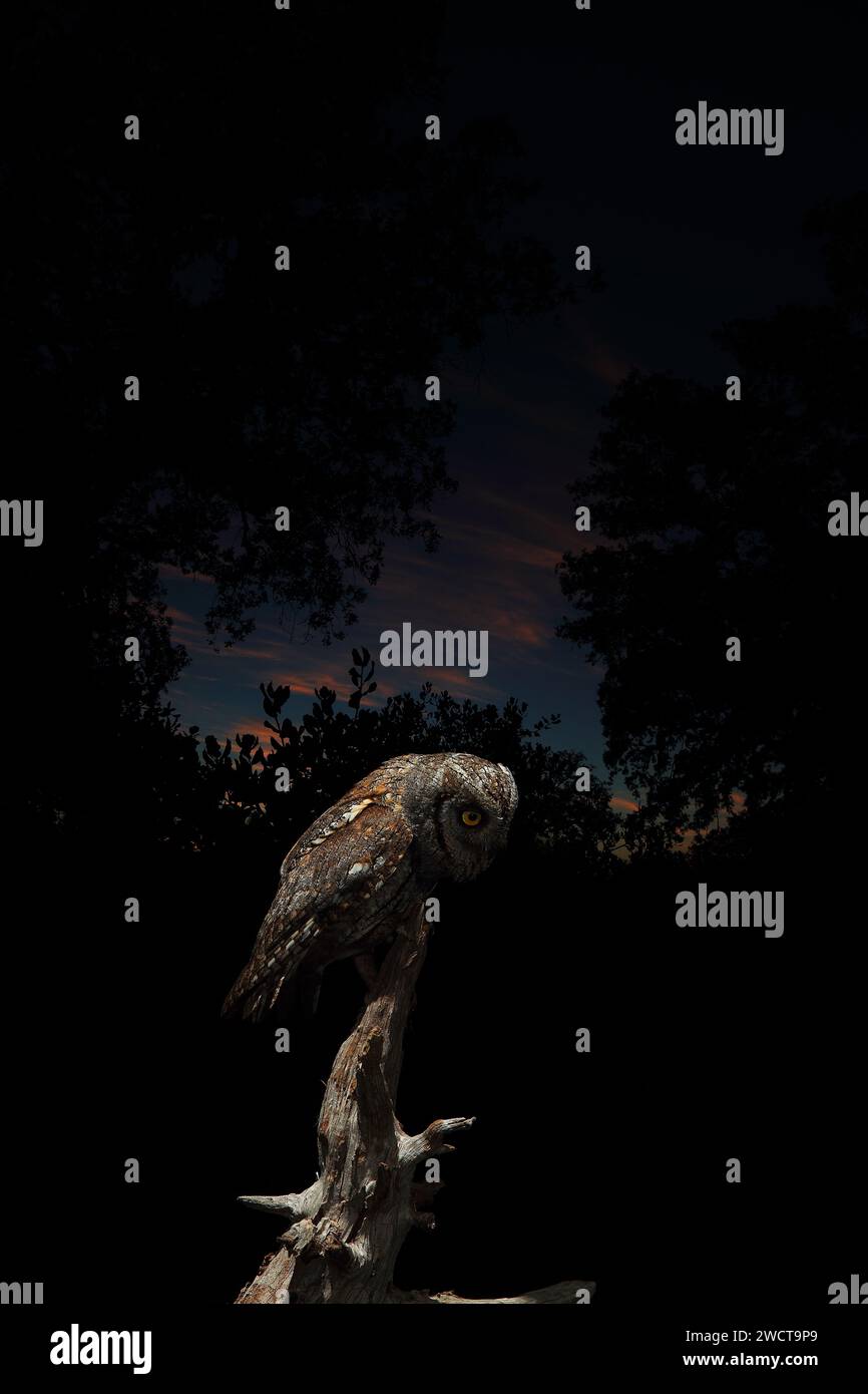 Dark plumage blending hi-res stock photography and images - Alamy