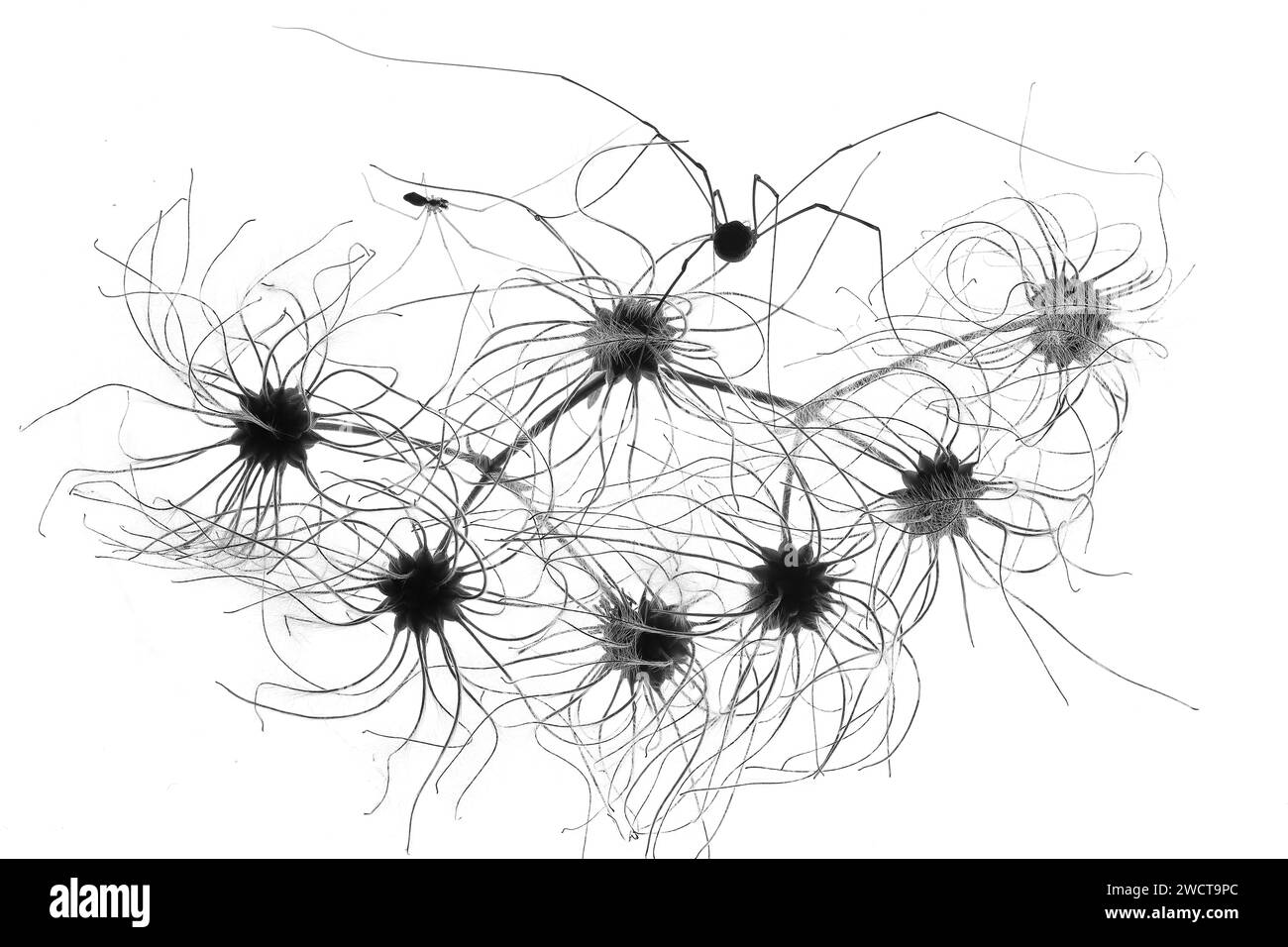 An Abstract Pattern Of Interconnected Black Lines Creating A Network