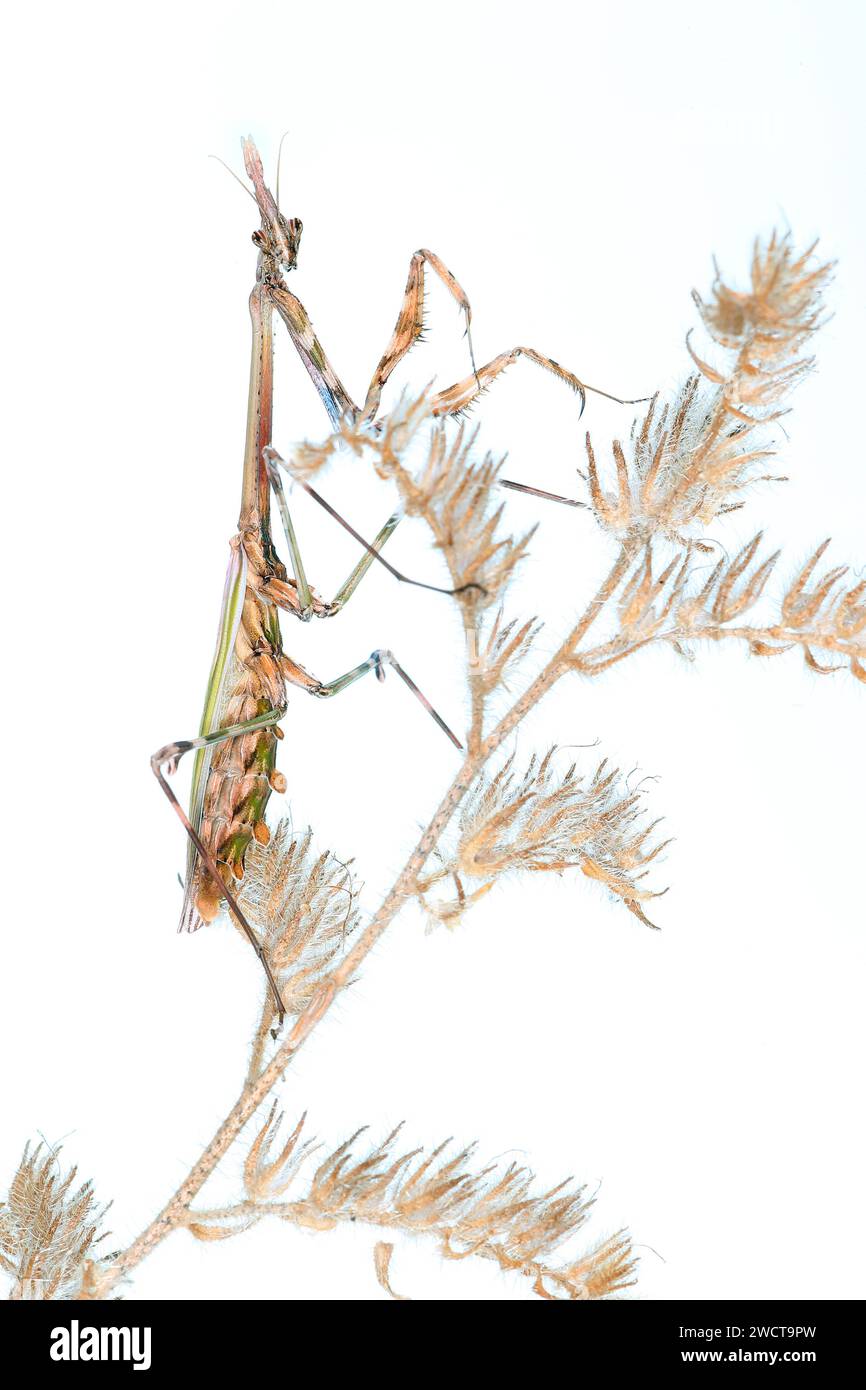 A camouflaged praying mantis blends seamlessly with the brown, dried ...