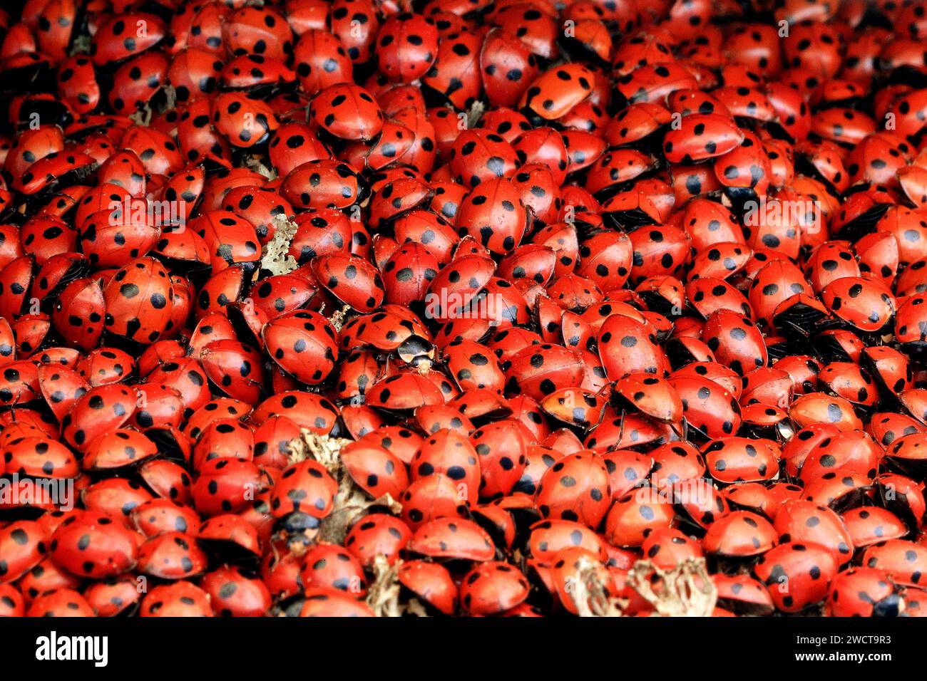 A close-up of numerous red seven spots ladybugs with black spots ...