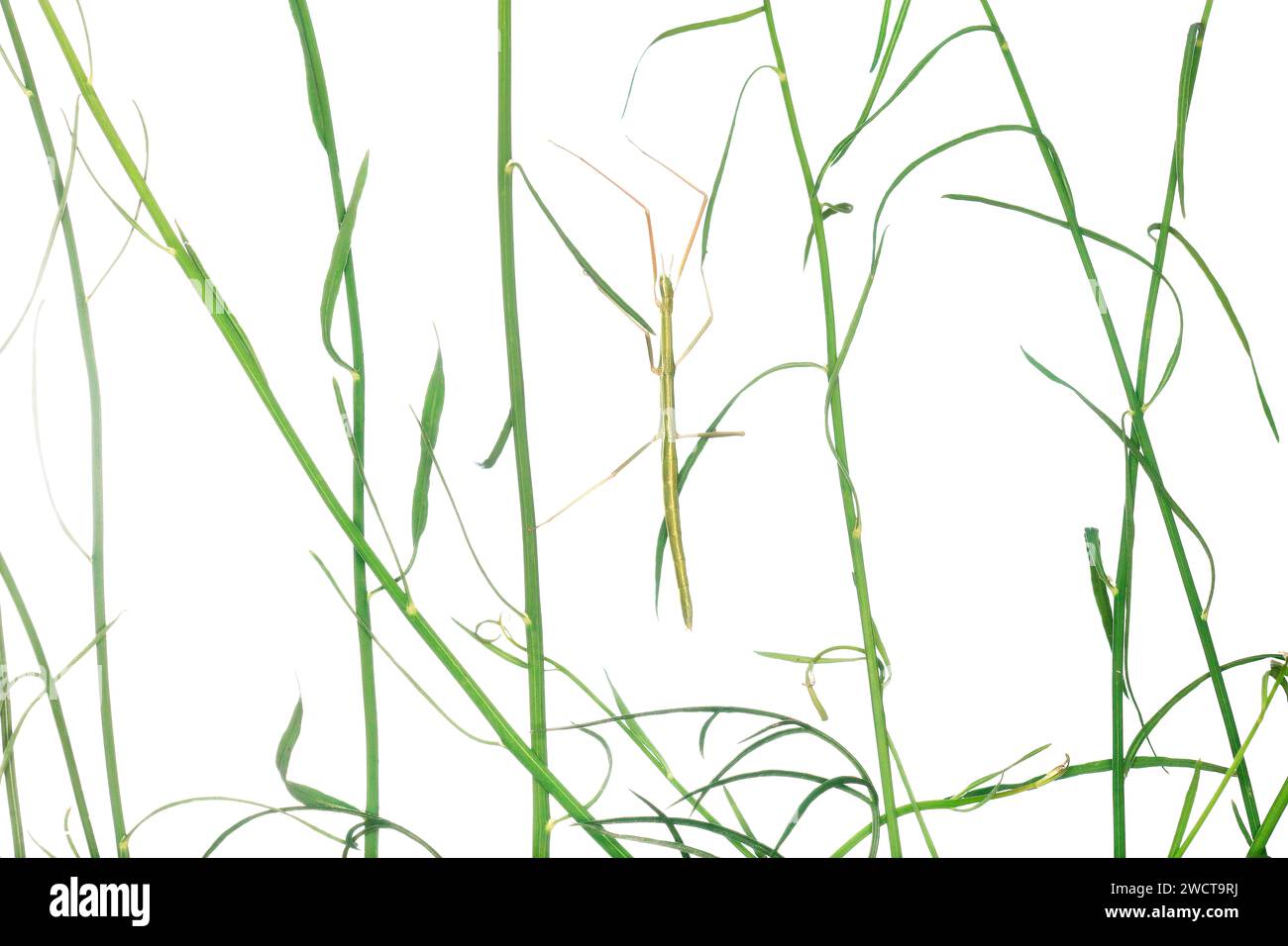Vibrant green grass blades and a cleverly camouflaged stick insect ...