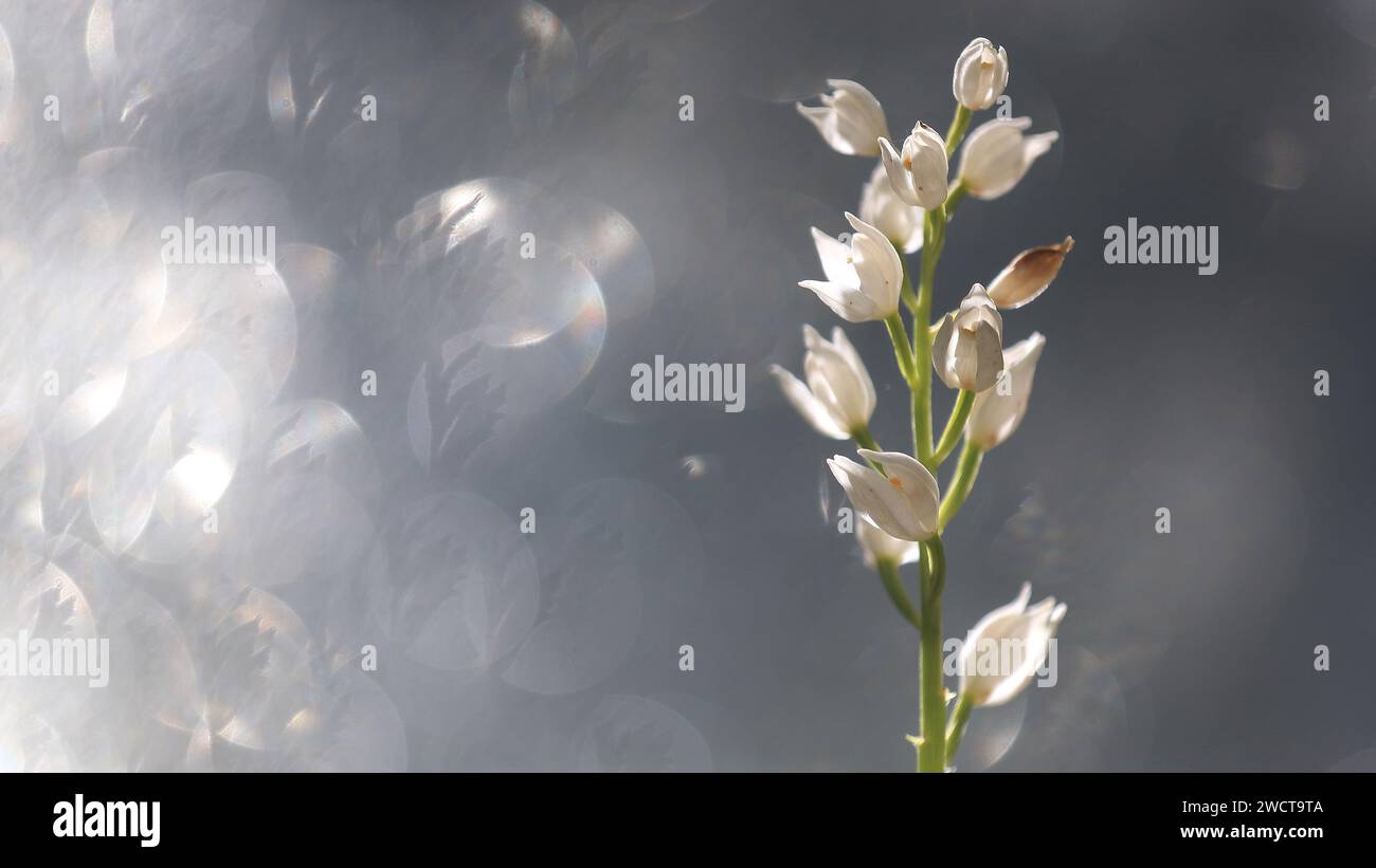 White orchid blooms highlighted by a soft backlight, creating a serene ...