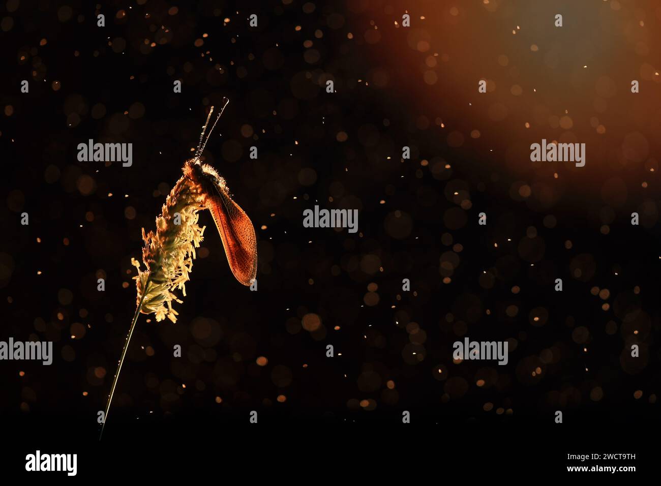 A glowing Libelloides ictericus caught in a warm, bokeh light backdrop ...