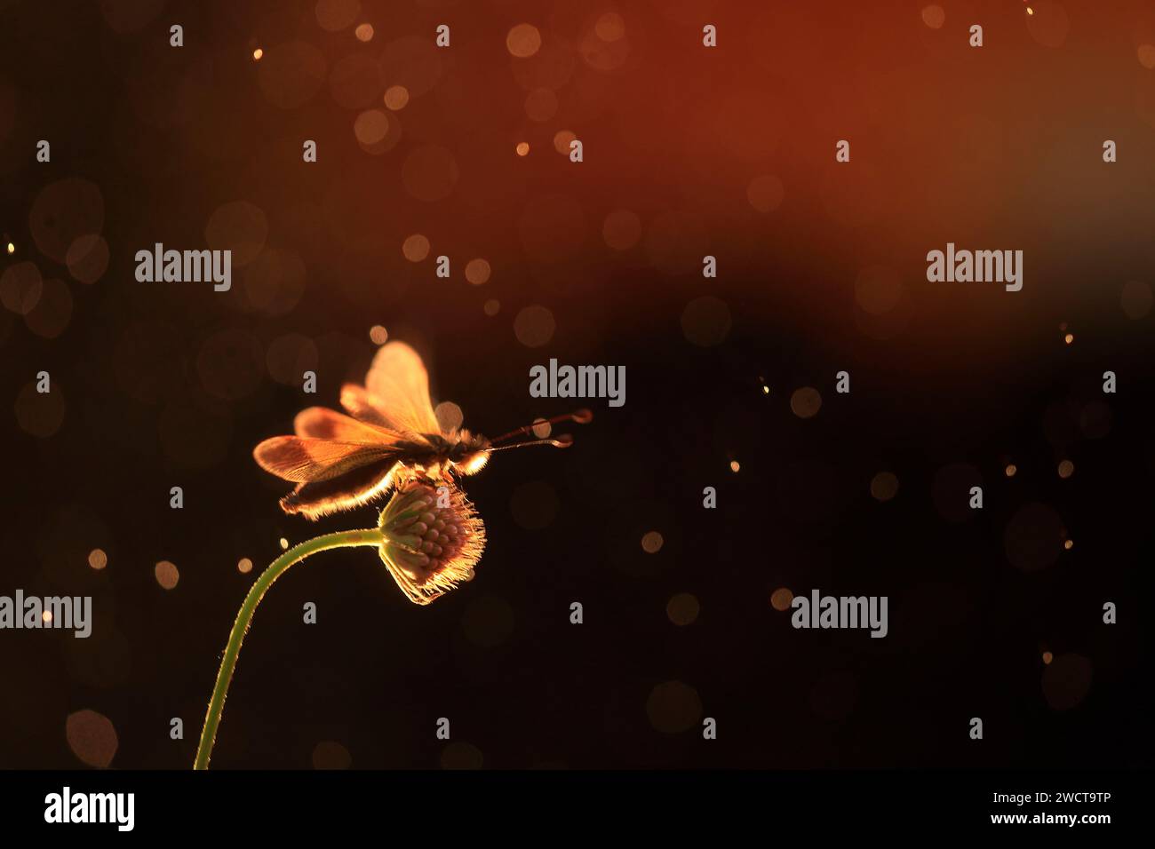 A glowing Libelloides ictericus caught in a warm, bokeh light backdrop ...