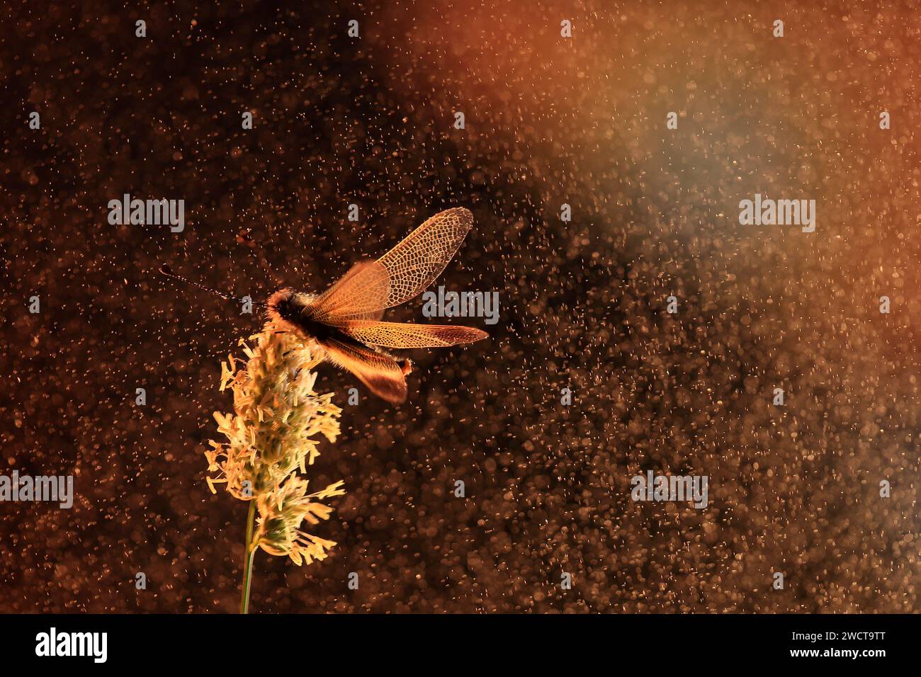 A Libelloides ictericus against a sparkling, warm background ...