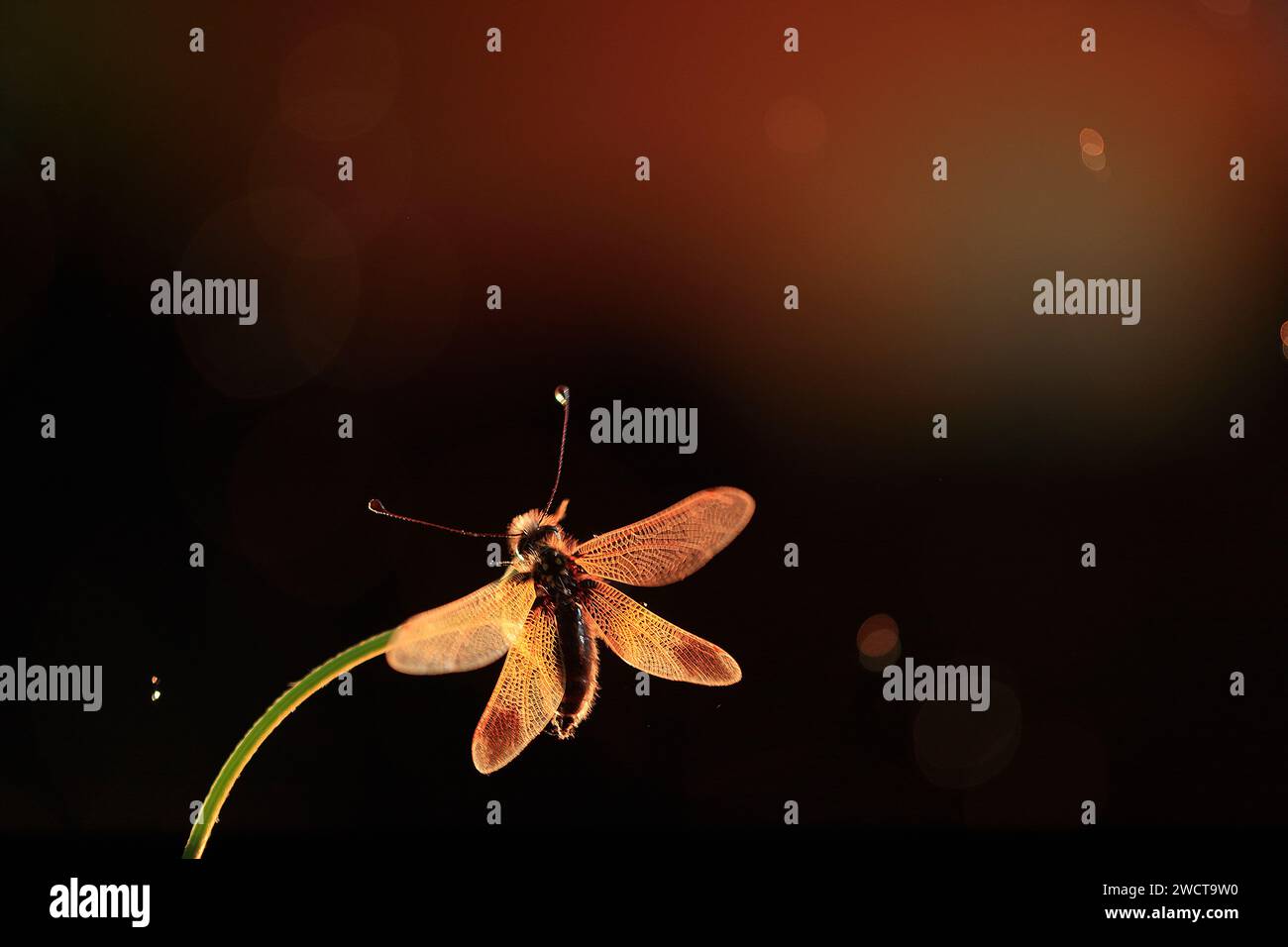 A majestic Libelloides ictericus basking in the golden light with a ...