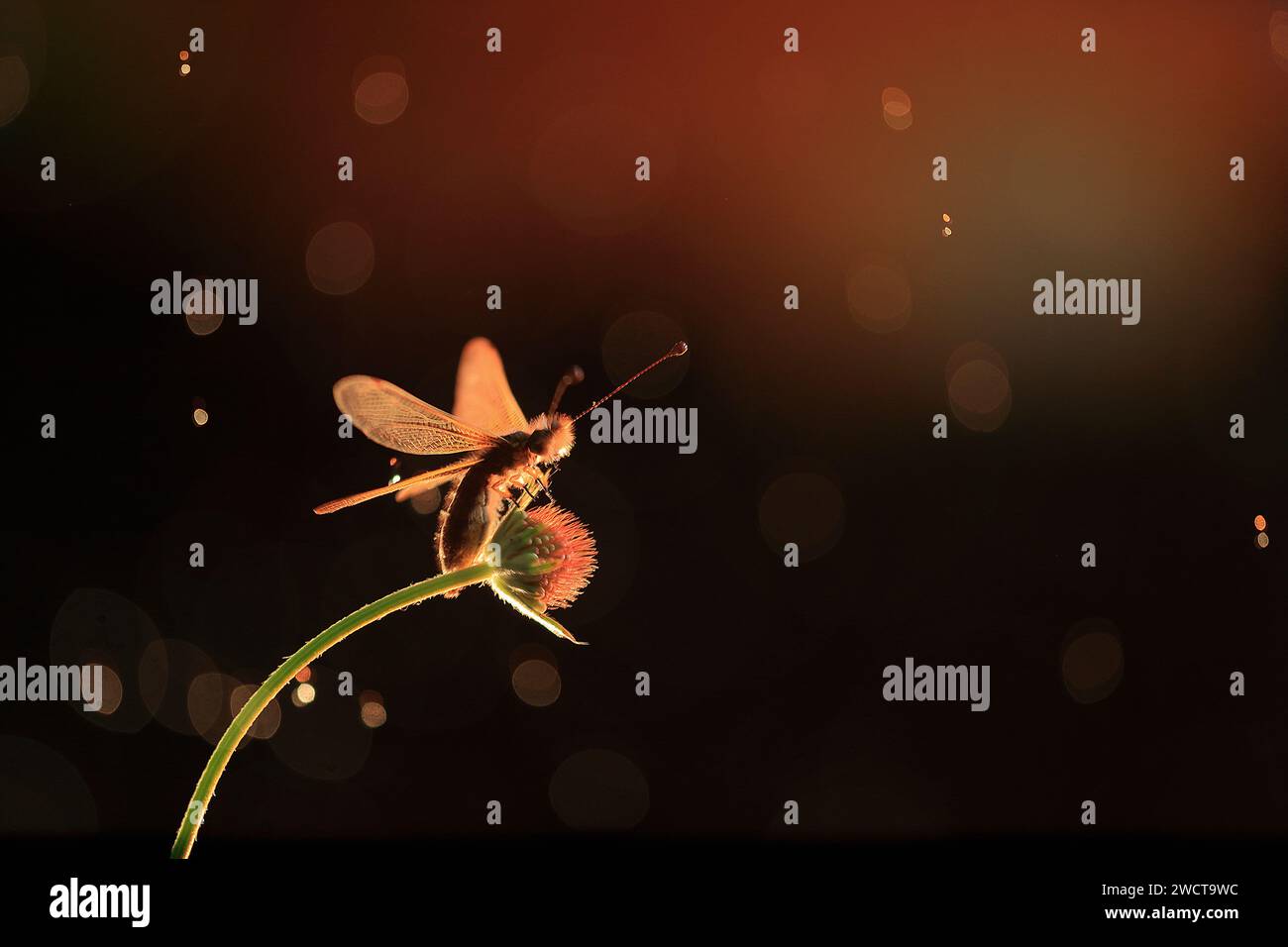 A glowing Libelloides ictericus caught in a warm, bokeh light backdrop ...