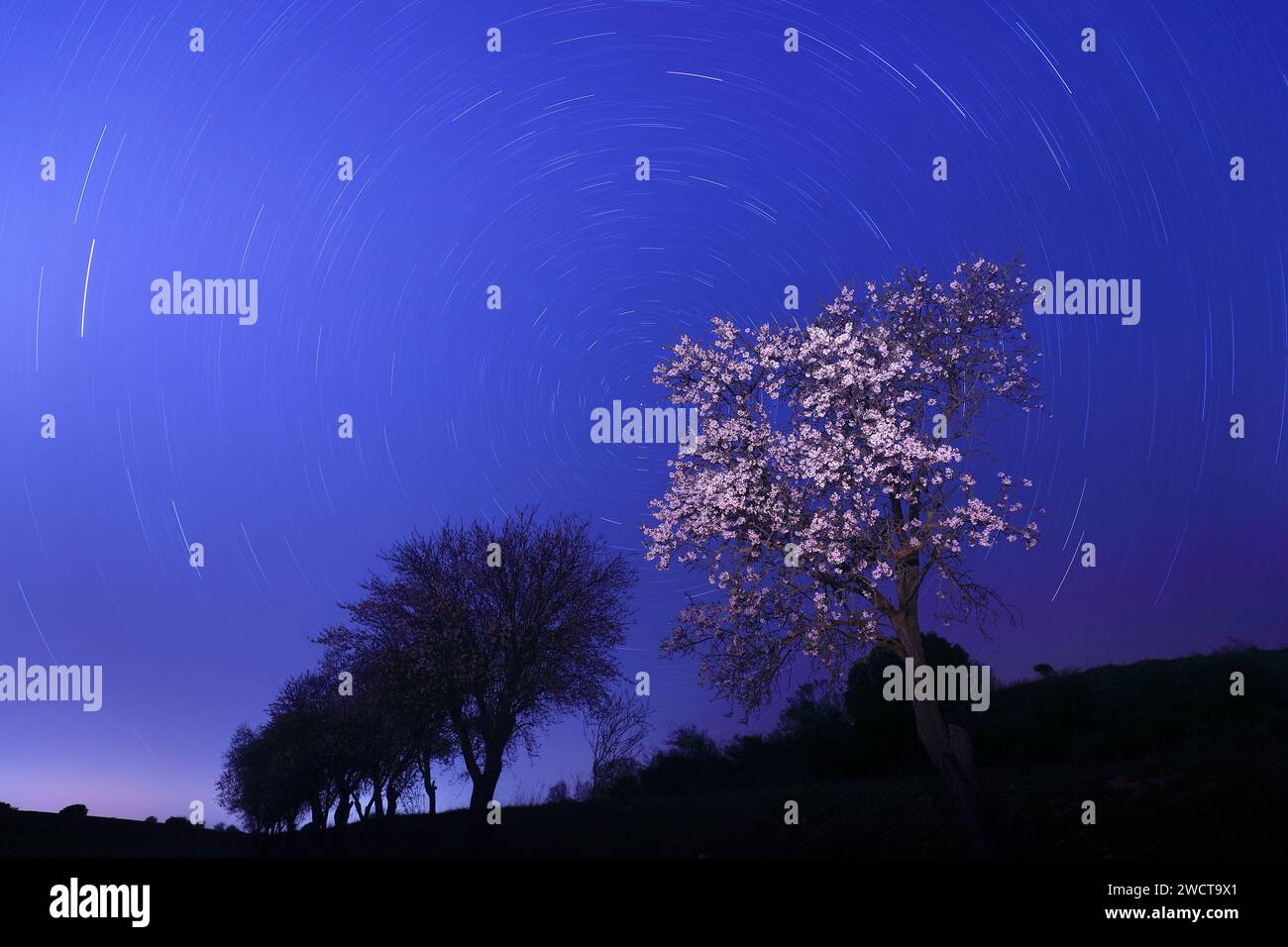 Nighttime flora hi-res stock photography and images - Alamy