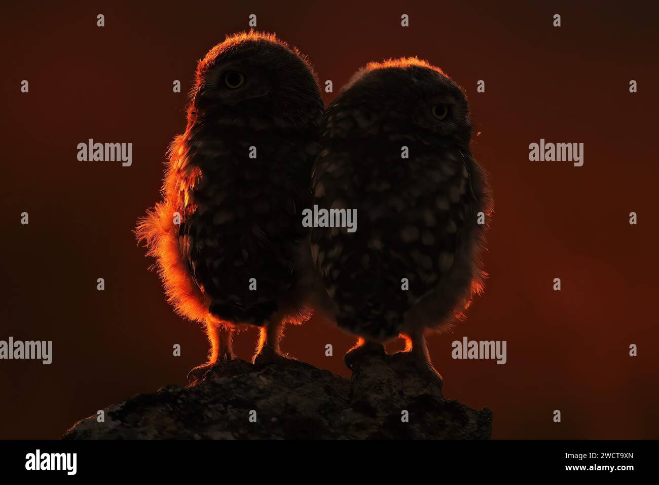 Side view of silhouettes of two small owls glowing with the fiery ...
