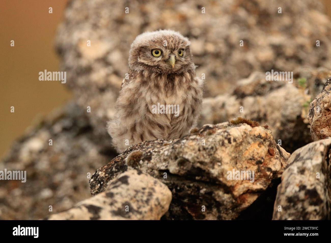 A fluffy juvenile owl peers curiously from its rocky perch in a natural ...