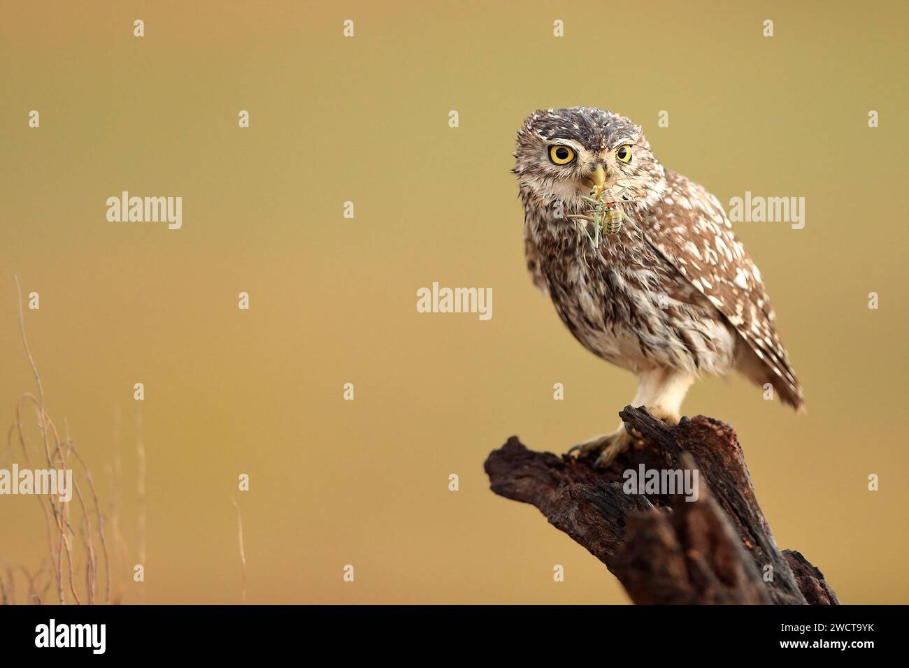 Side view of alert small owl standing on a gnarled branch with a soft ...