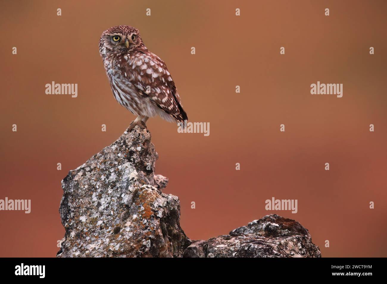 Side view of small owl perched on a rugged peak with a calm earthy ...