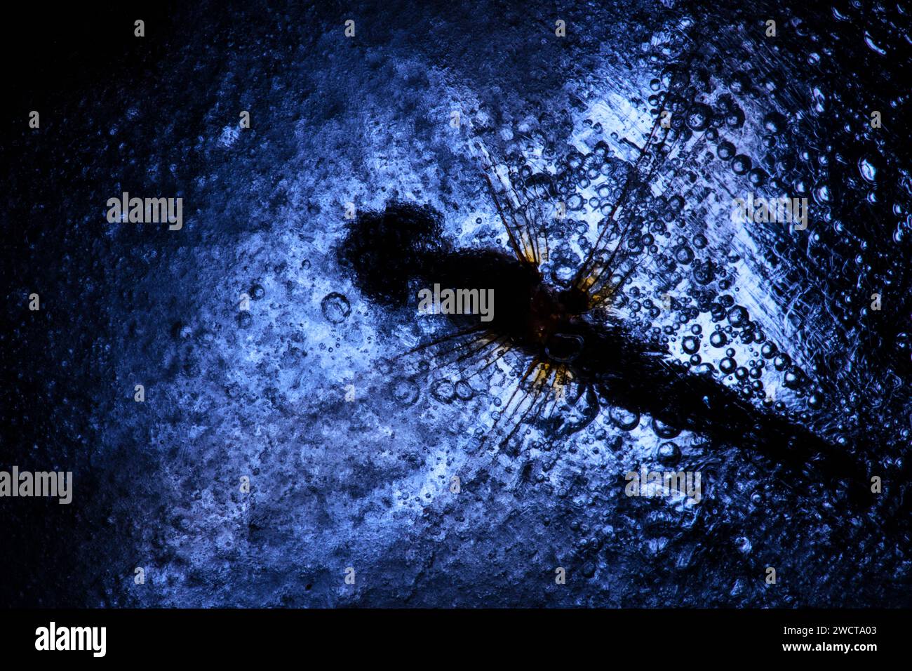 The silhouette of a dragonfly is magnified against a monochromatic ...