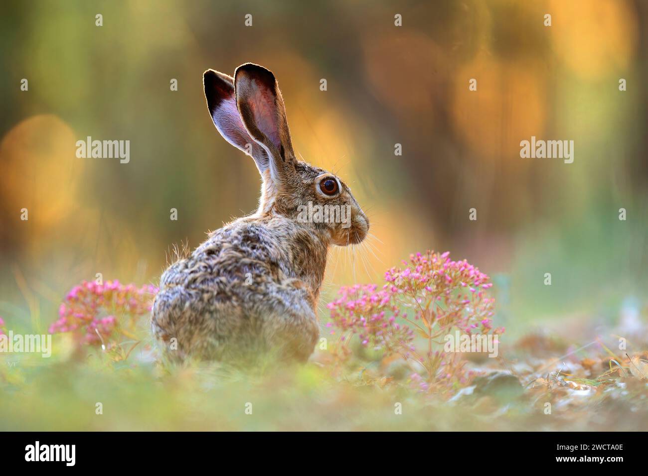 Side view of brown hare sits alert amidst pink wildflowers with its ...