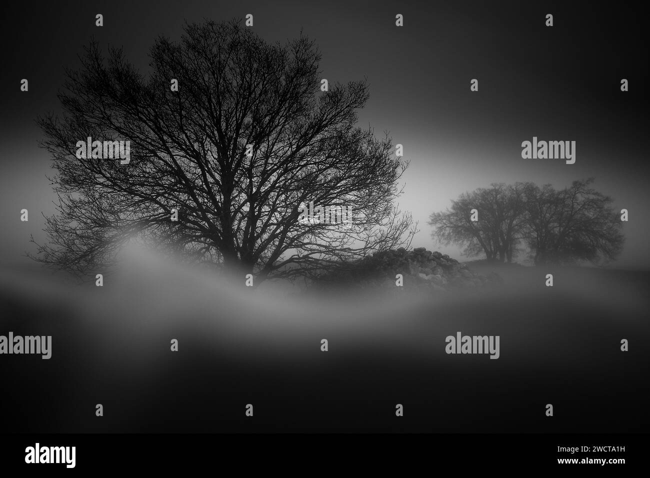 Surreal black and white image of a leafless tree standing out against a ...