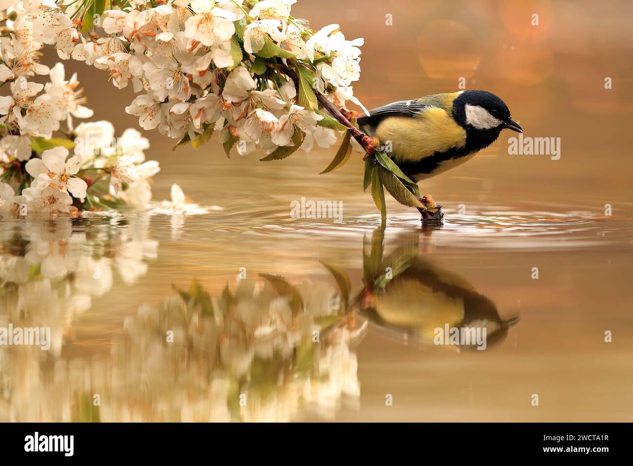 Great tit on a flowering branch over water, with a detailed reflection ...