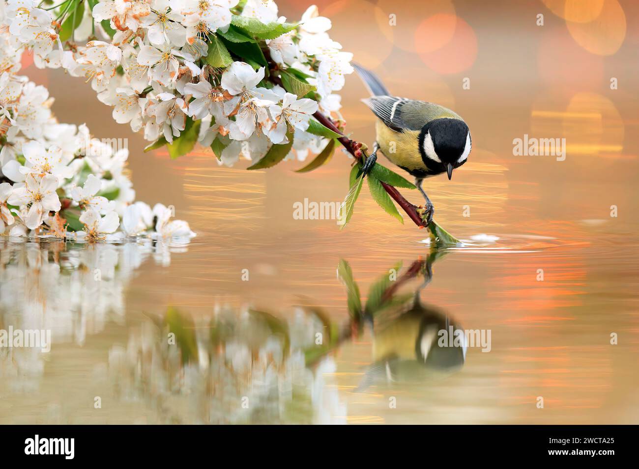 Great tit on a flowering branch over water, with a detailed reflection ...