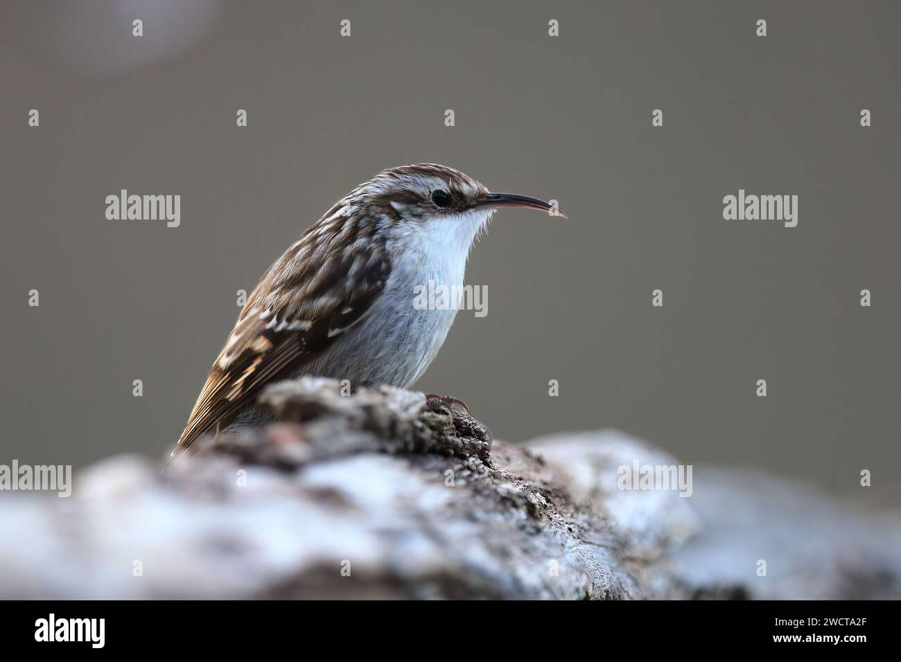 A treecreeper bird perches on textured bark its sharp beak pointing ...