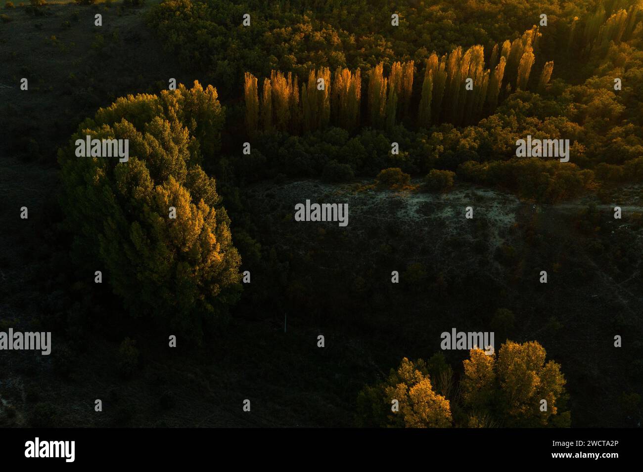 Warm sunset light casts a soft glow on the tree line of Alcarria ...