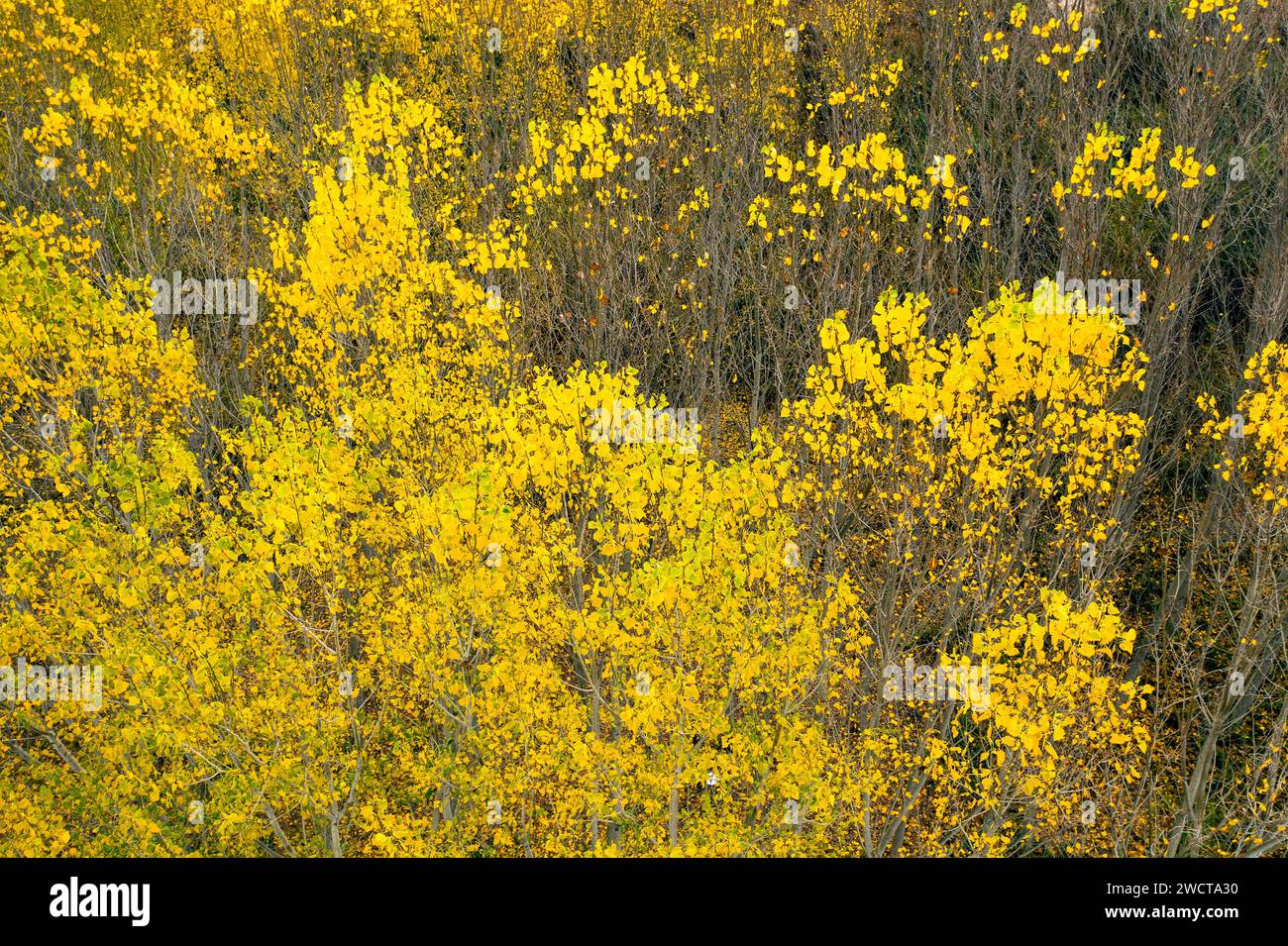Overhead view of dense canopy in Alcarria showcasing a vibrant blend of ...