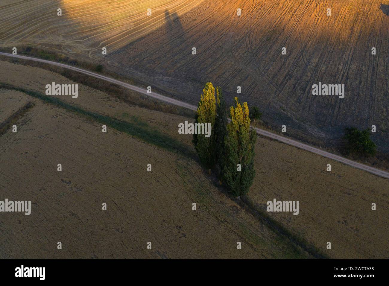 Sunset casts long shadows over a rural road lined with cypress trees in ...